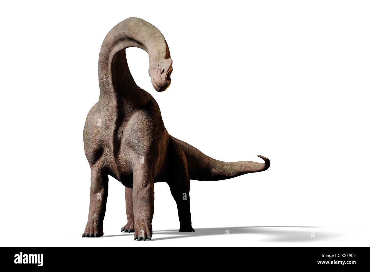 Brachiosaurus altithorax dinosaur (3d illustration isolated with shadow ...