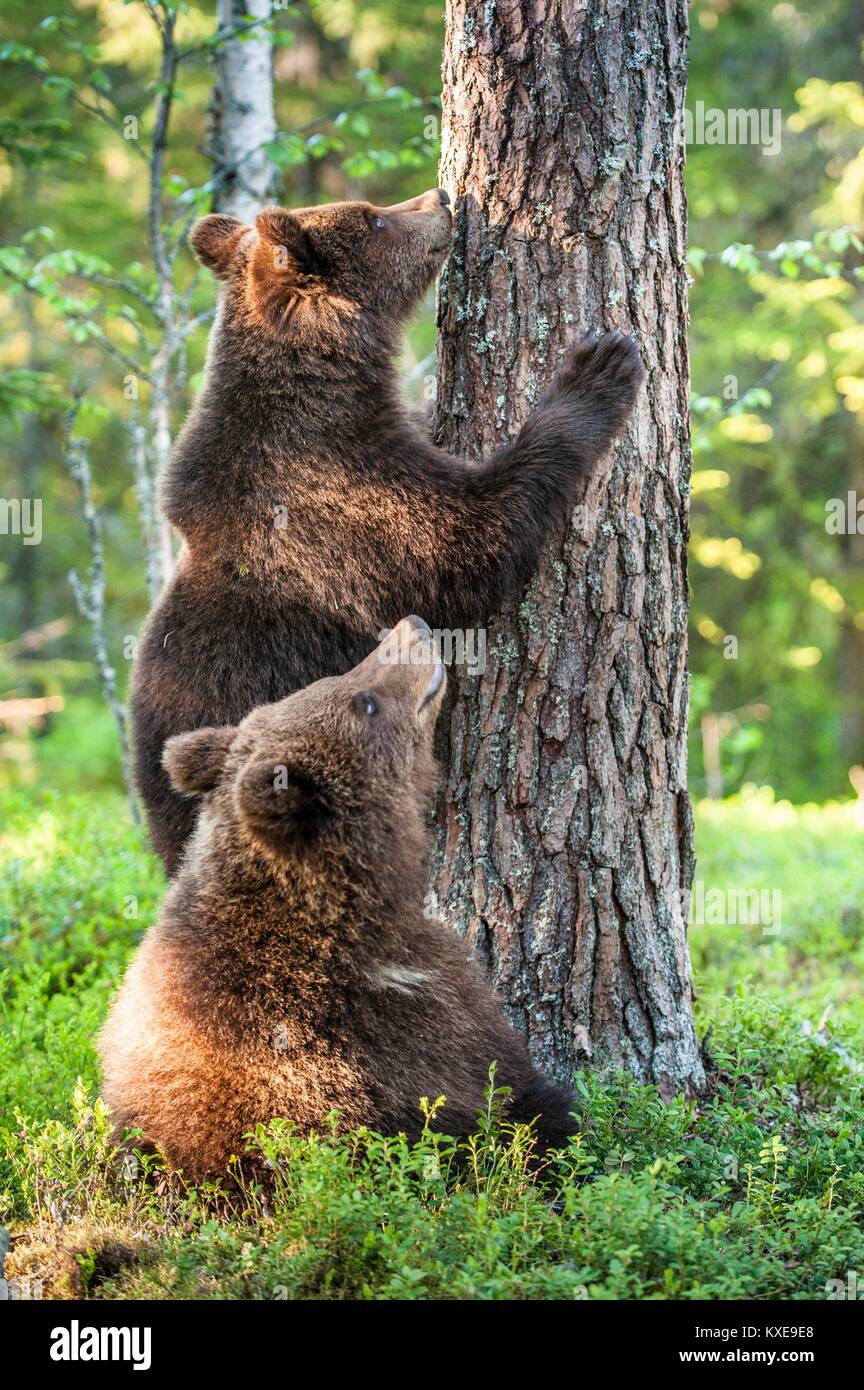 Juvenile Brown bear (Ursus Arctos Arctos) climb on the tree in the ...