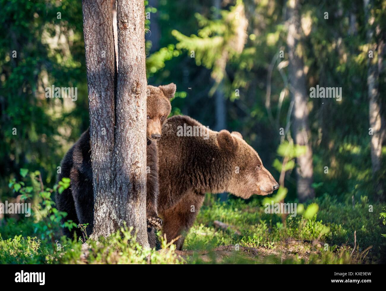 She-Bear and Cub of Brown bear (Ursus Arctos Arctos) in the summer ...