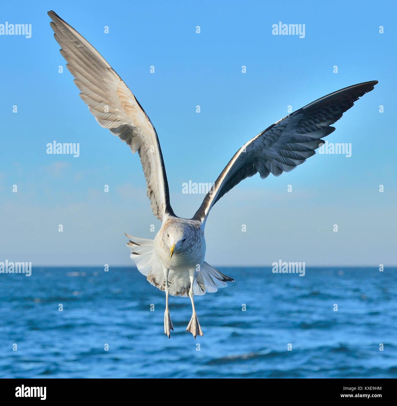 Flying Juvenile Kelp gull (Larus dominicanus), also known as the ...