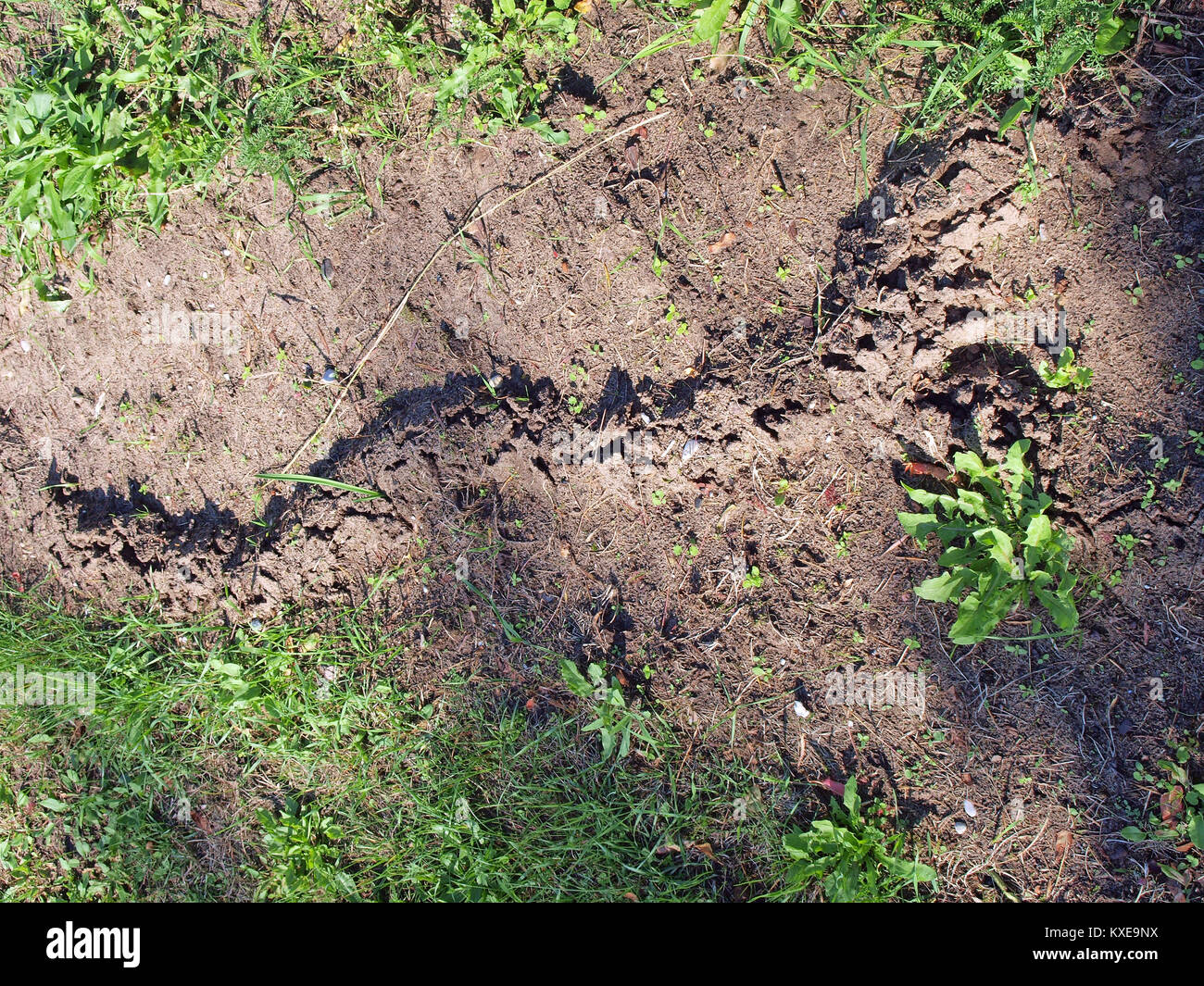 Trace of underground rat cave in garden soil Stock Photo - Alamy
