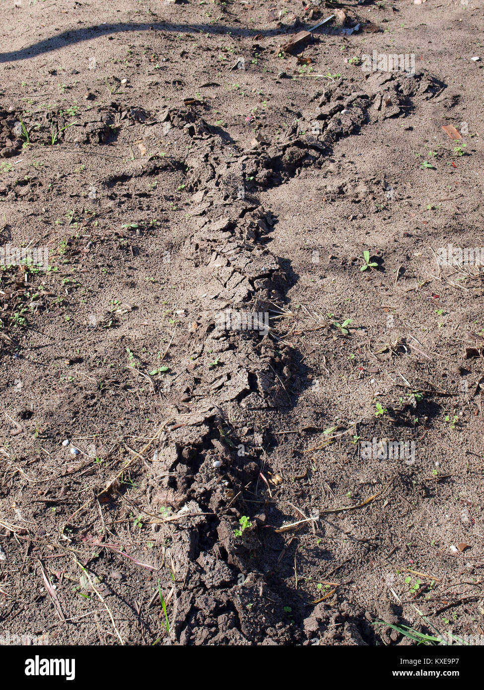 Trace of underground rat cave in garden soil vertical Stock Photo - Alamy