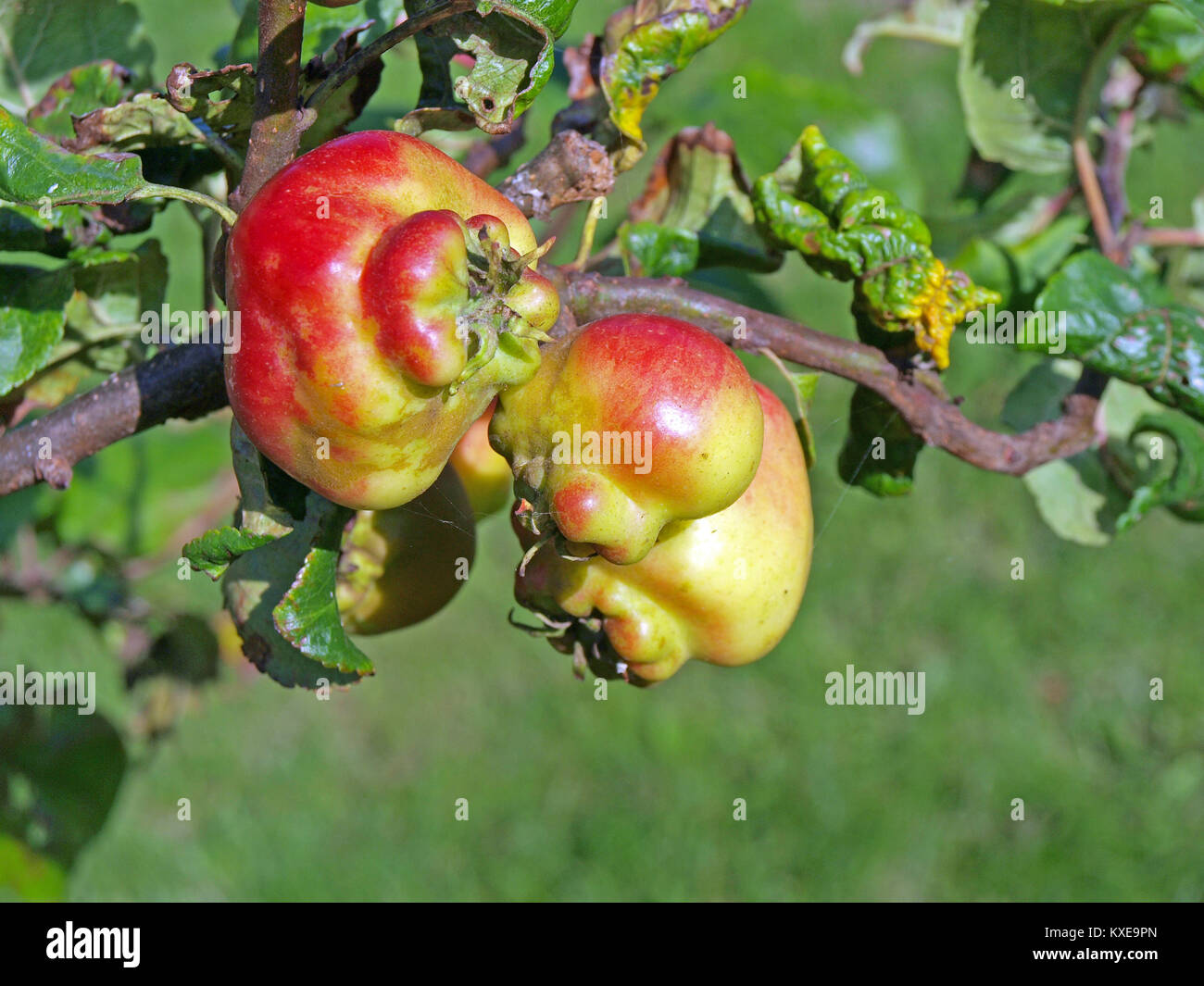 Mutated form hi-res stock photography and images - Alamy