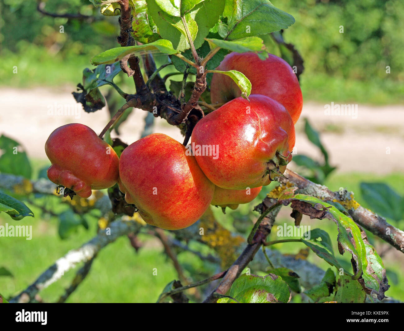 Mutated form hi-res stock photography and images - Alamy