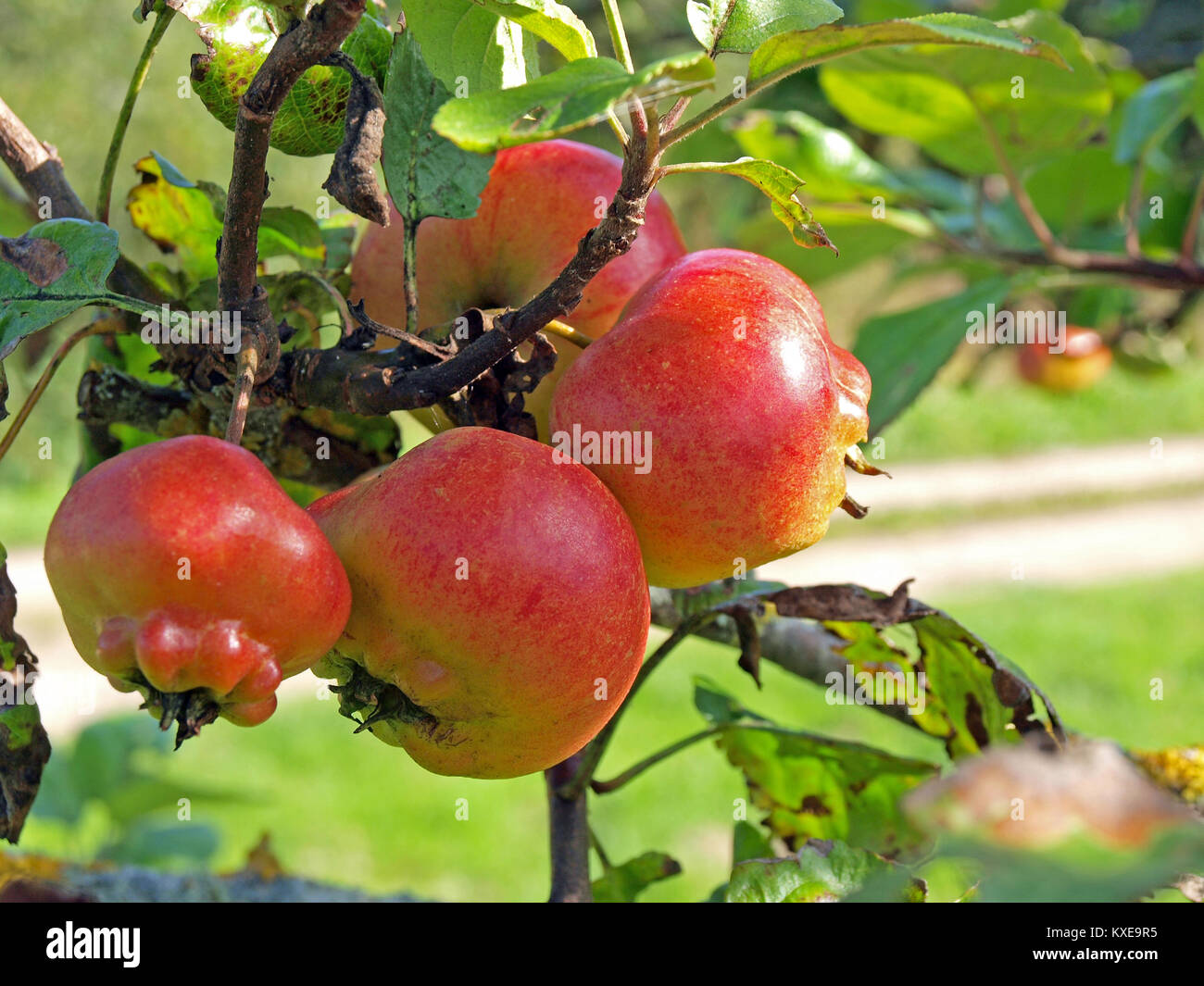 Crippled or mutated apple fruits on tree branch close up Stock Photo ...