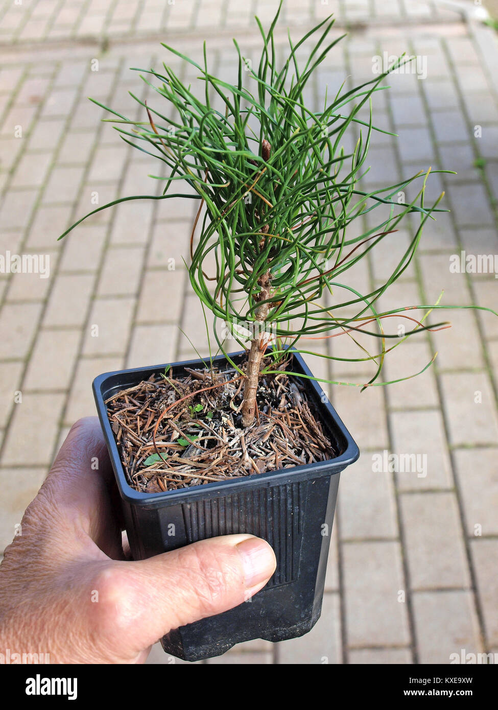 Small young pine tree seedling plant in plastic box on hand Stock Photo ...