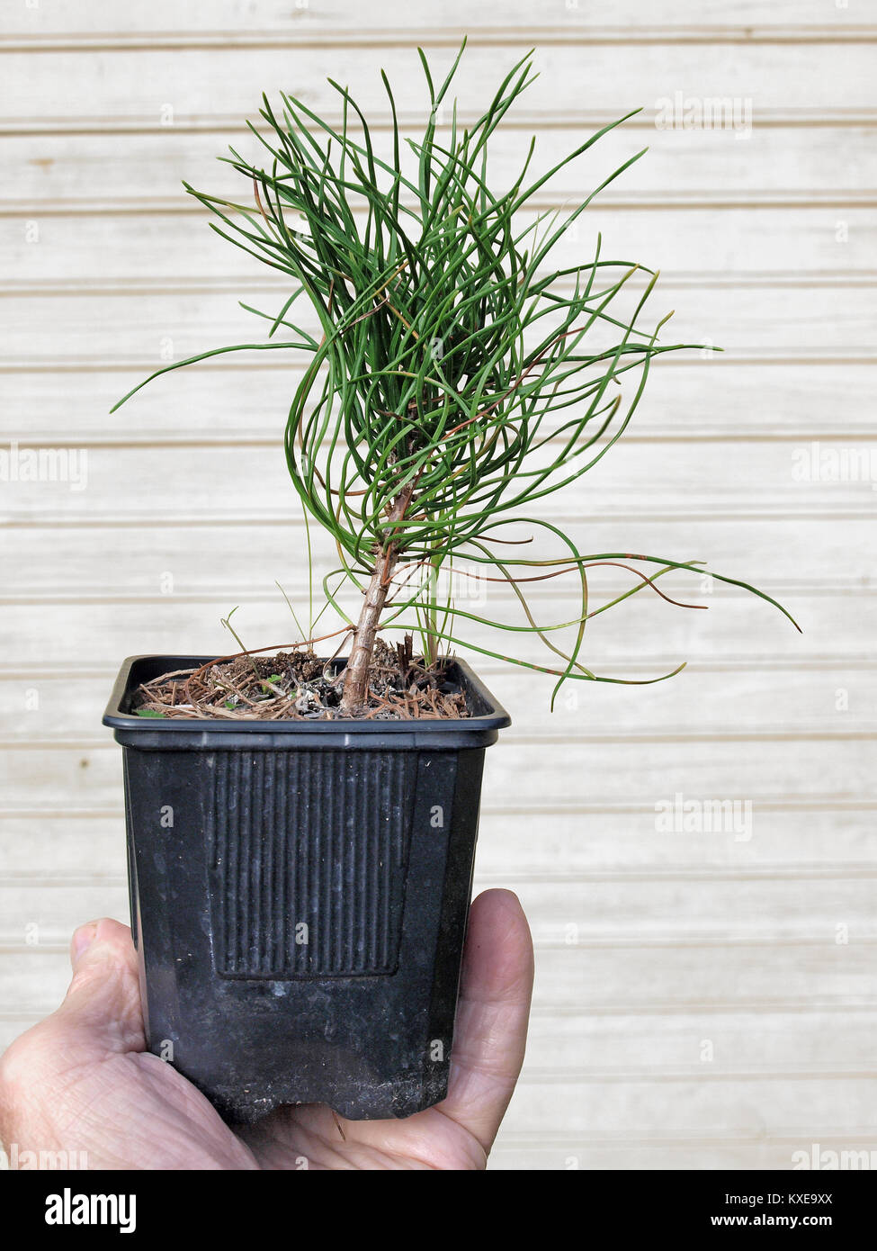 Small young pine tree seedling plant in plastic box on hand Stock Photo ...