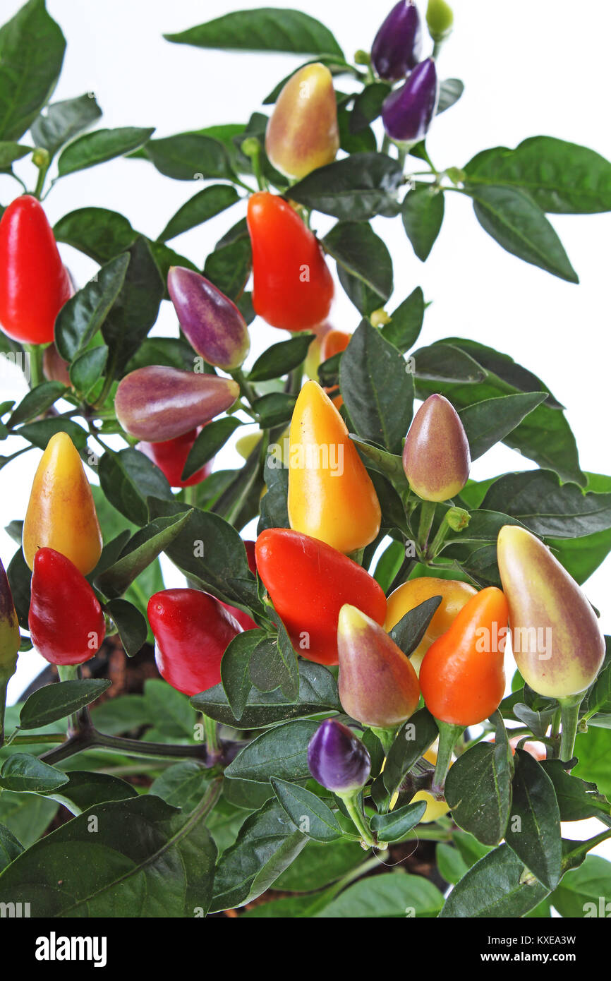 Red yellow purple mini mixed colorful chili tree. Fresh spice vegetable ...