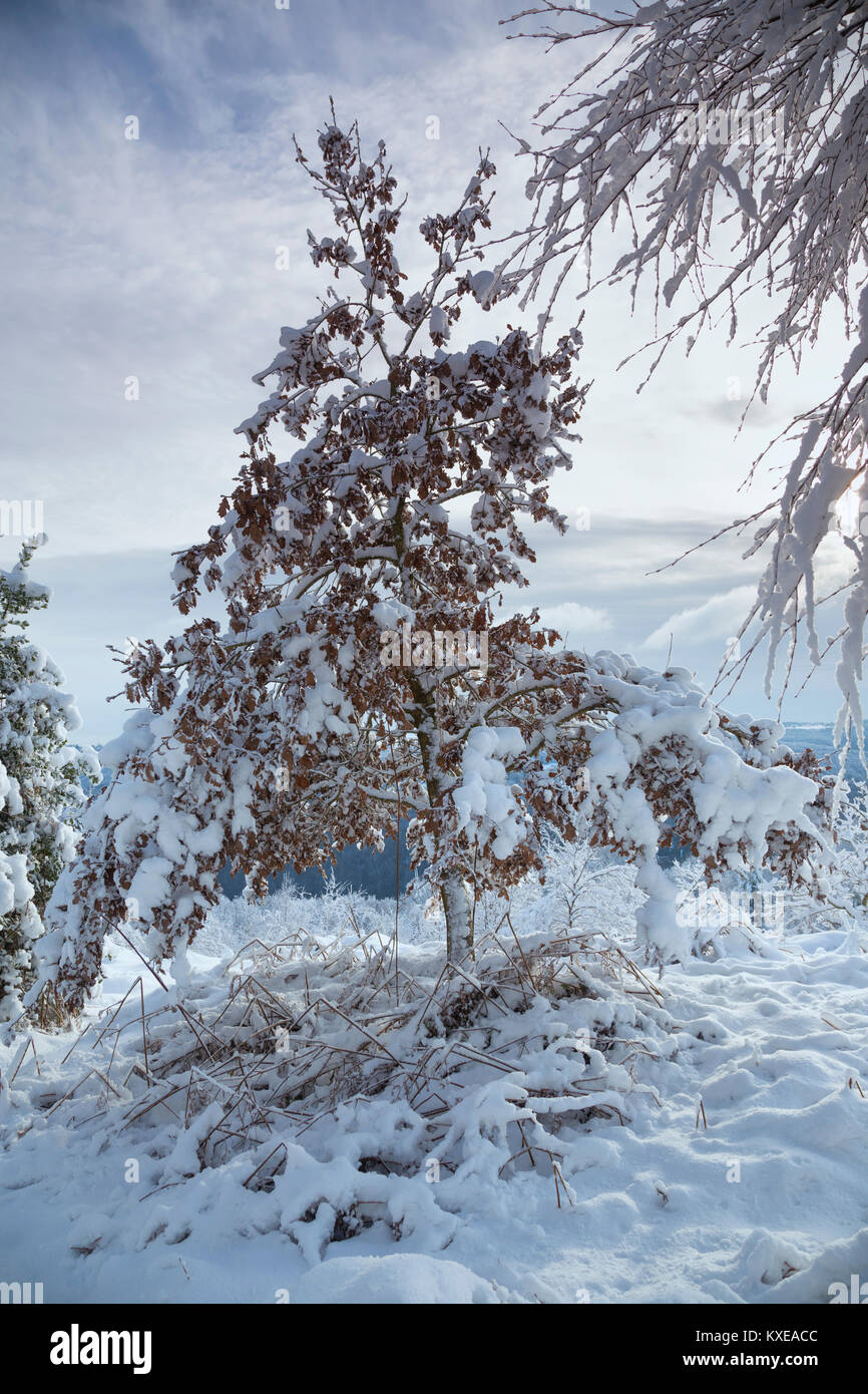 Beech tree in winter hi-res stock photography and images - Alamy