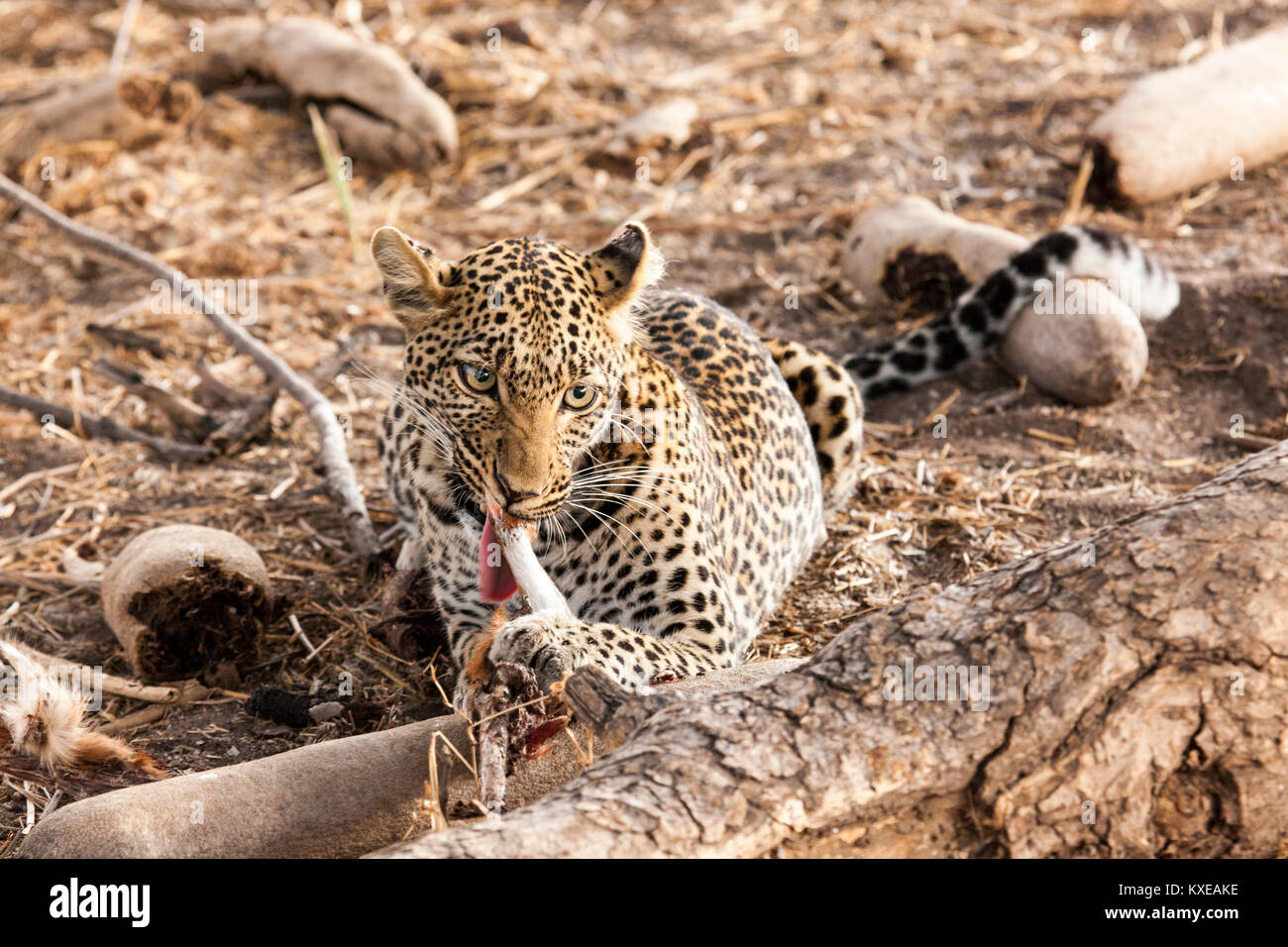 Leopard cat bone hi-res stock photography and images - Alamy