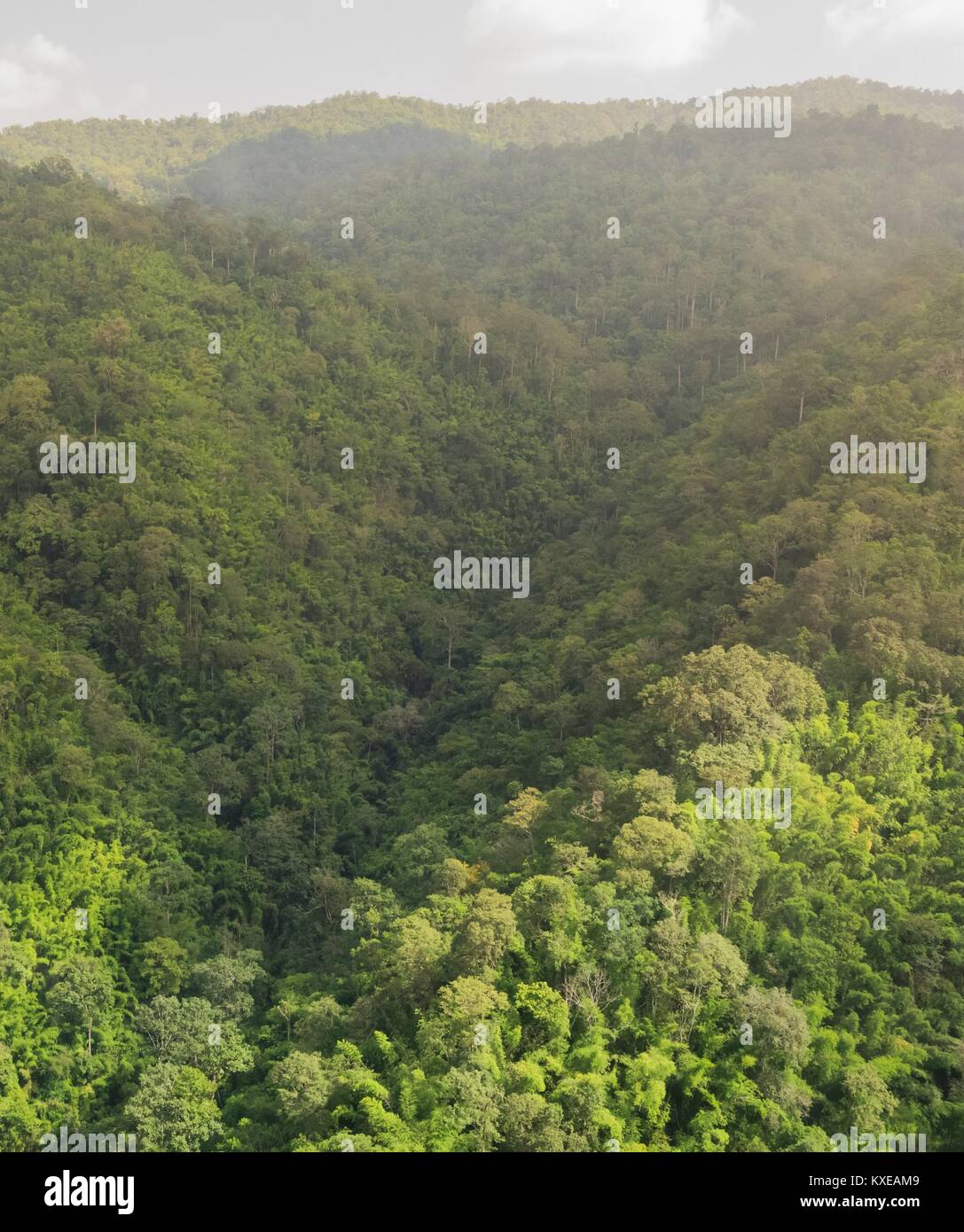 Aerial view of the forest Stock Photo - Alamy