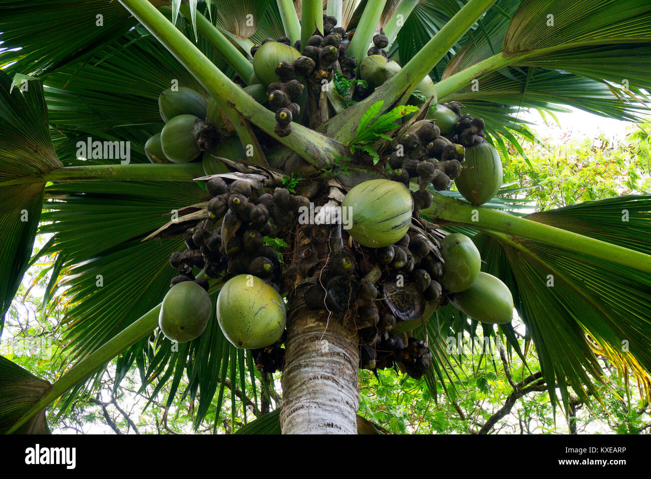 The Coco de Mer tree atThe Botanical Gardens in Victoria Mahe ...