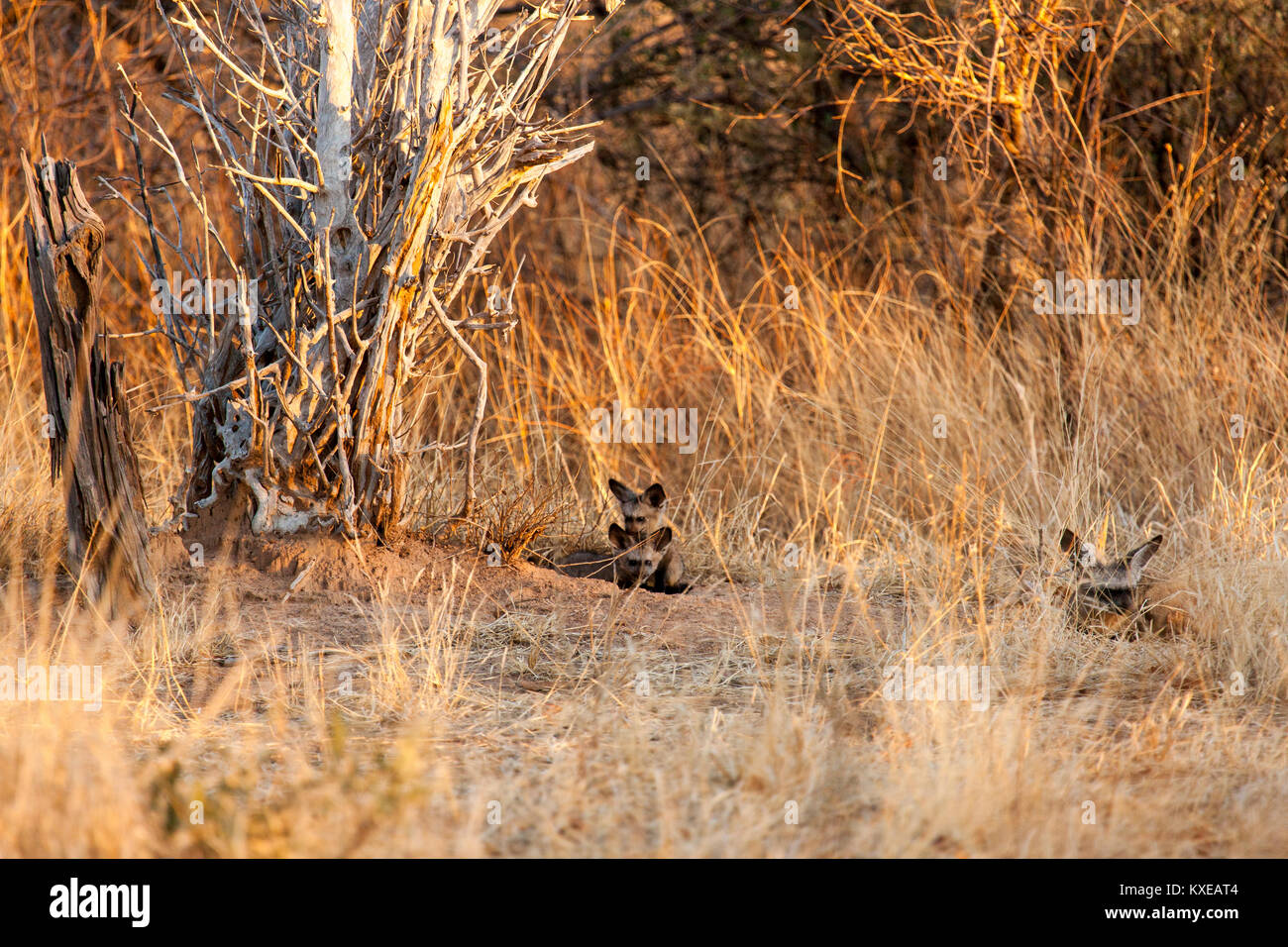 Bat - eared fox with her cubs Stock Photo - Alamy