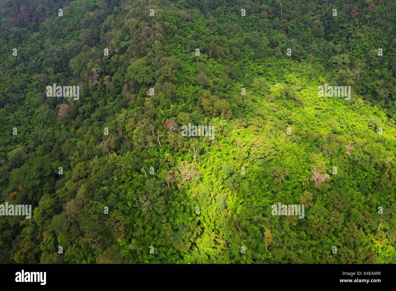 Aerial view of the forest Stock Photo - Alamy