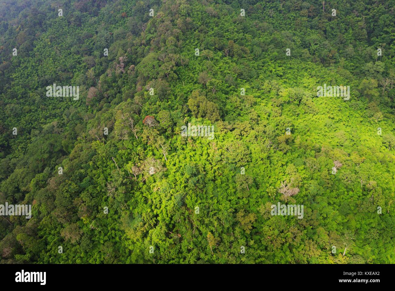 Aerial view of the forest Stock Photo - Alamy