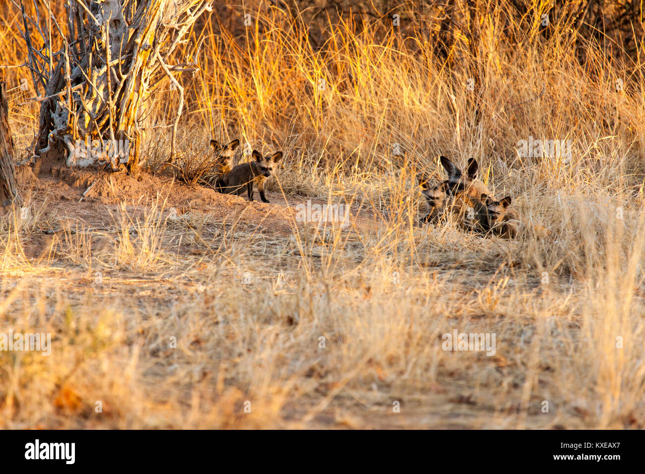 Bat - eared fox with her cubs Stock Photo - Alamy