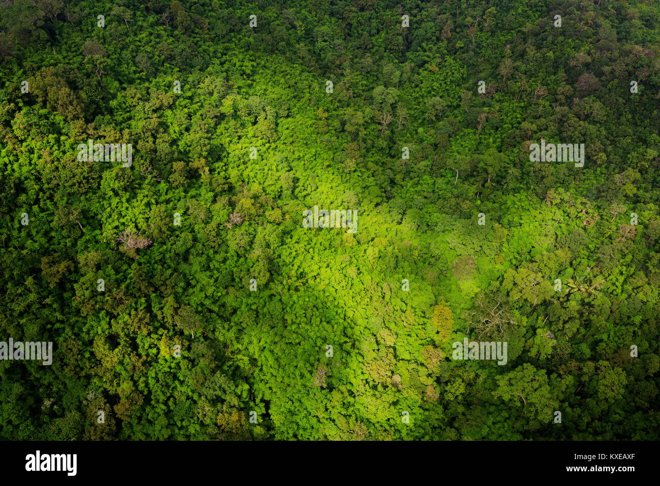 Aerial view of the forest Stock Photo - Alamy