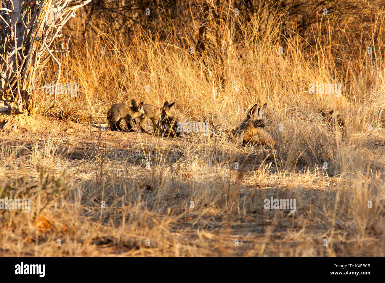 Bat - eared fox with her cubs Stock Photo - Alamy