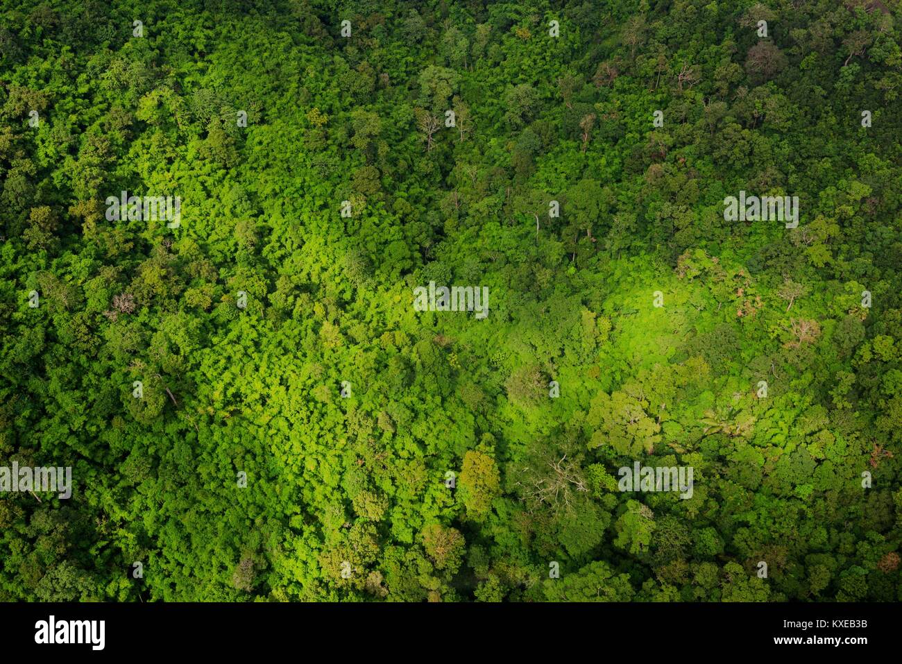 Aerial view of the forest Stock Photo - Alamy