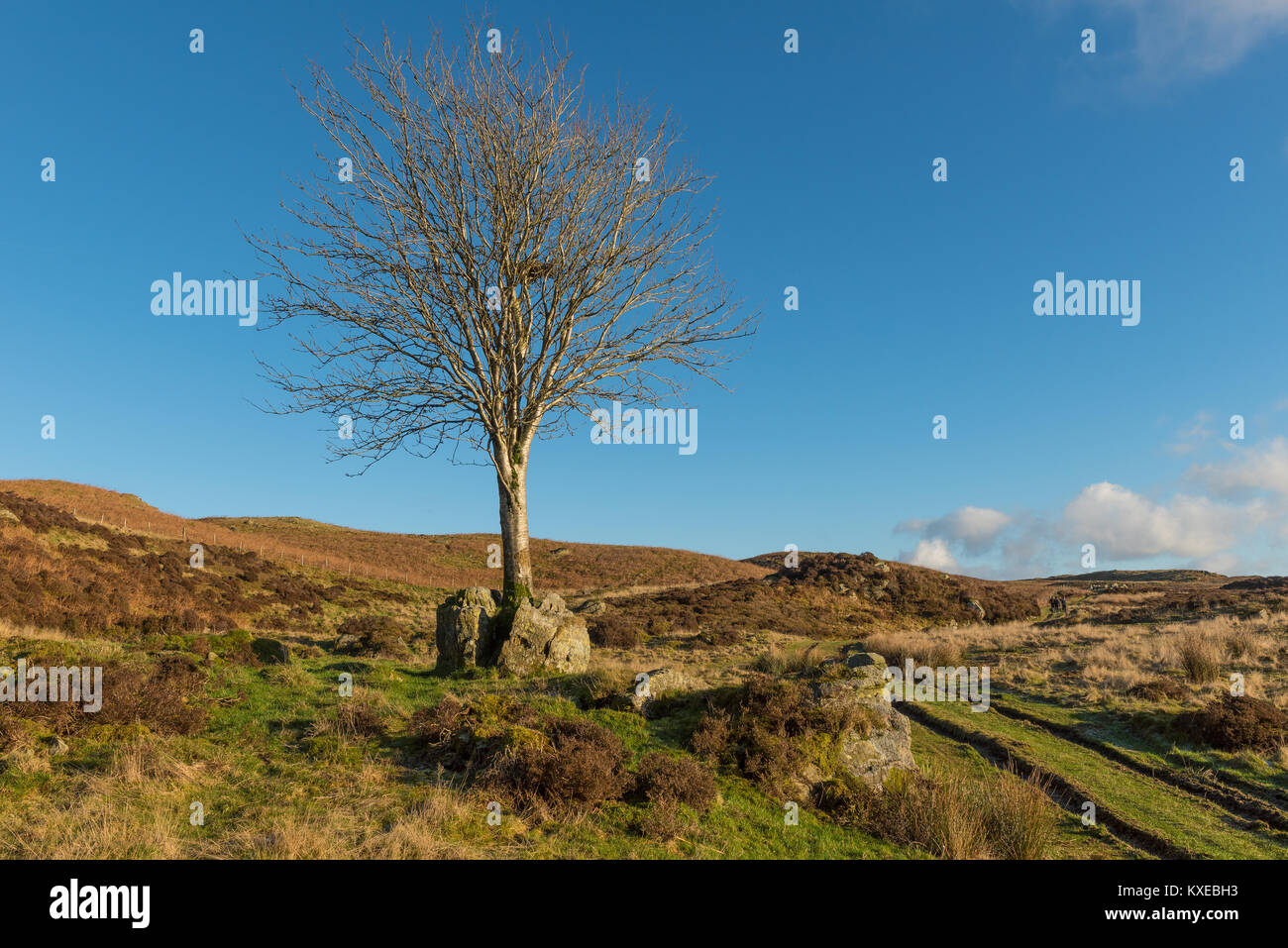 Lone tree in a split boulder on Potter fell in Cumbria Stock Photo - Alamy