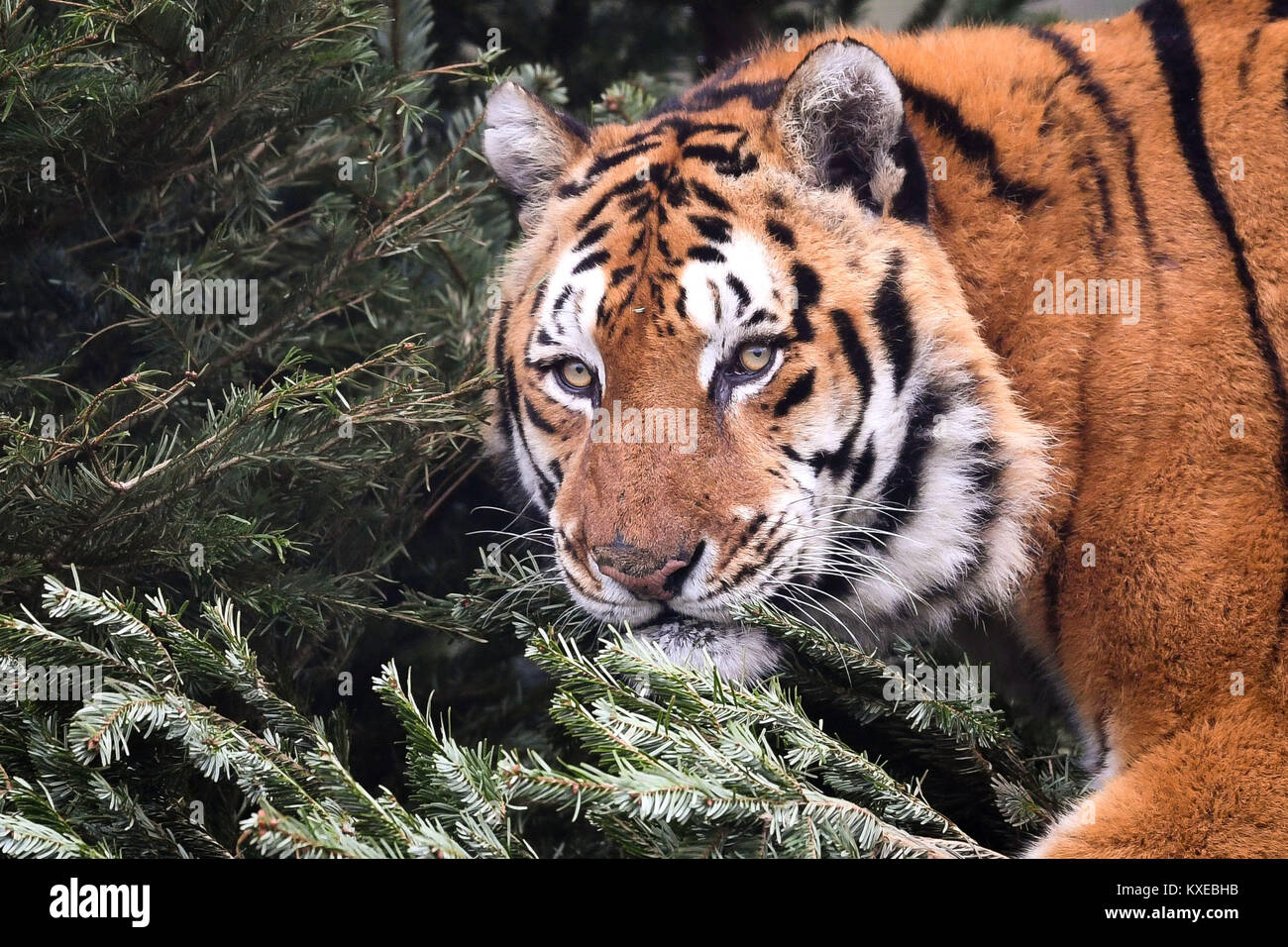 Bengal tiger, Khan, nibbles pine needles from donated and recycled ...