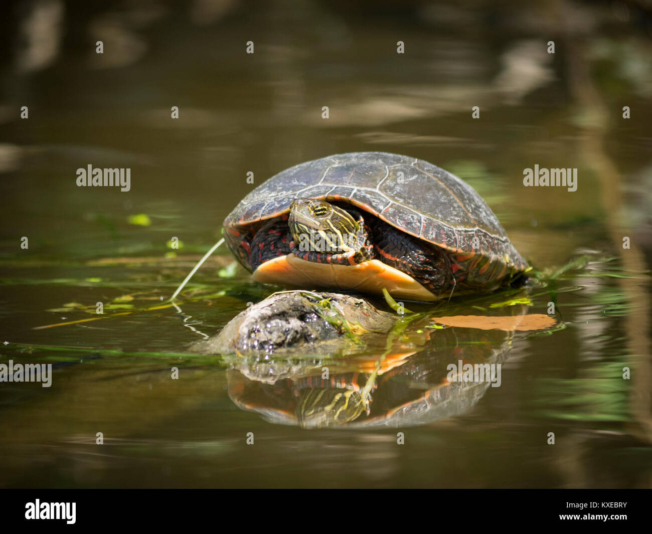 Turtle on wood in a marsh Stock Photo - Alamy