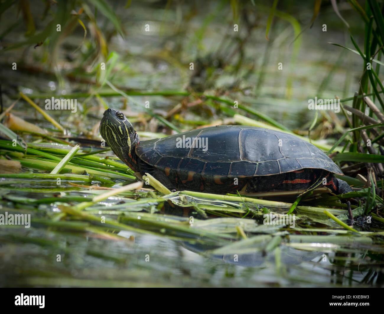 Turtle on wood in a marsh Stock Photo - Alamy