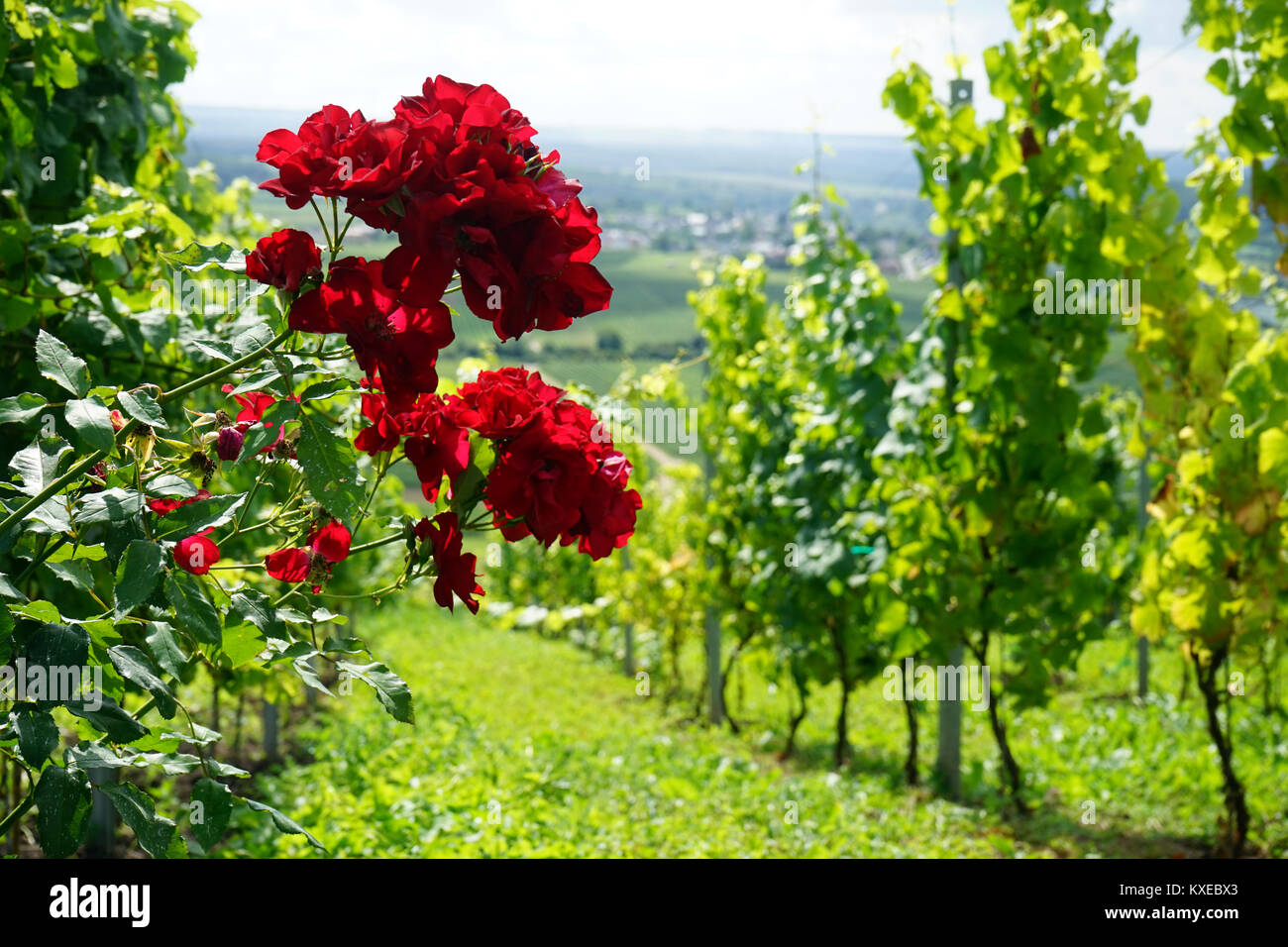 Valley of wine and roses hi-res stock photography and images - Alamy