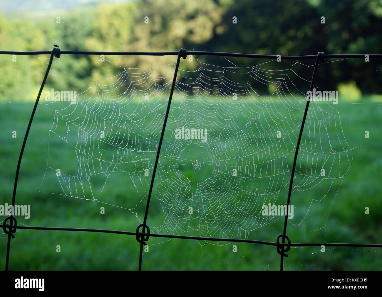 Spider net on the metal fence near the green grass Stock Photo - Alamy