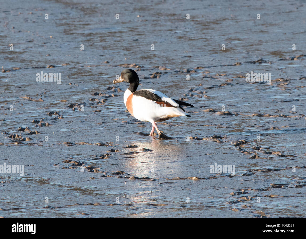 Shelduck feeding mud hi-res stock photography and images - Alamy