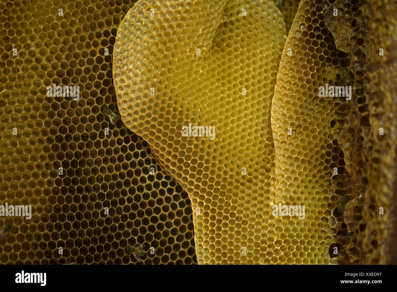 European Honey Bee (Apis mellifera Stock Photo - Alamy