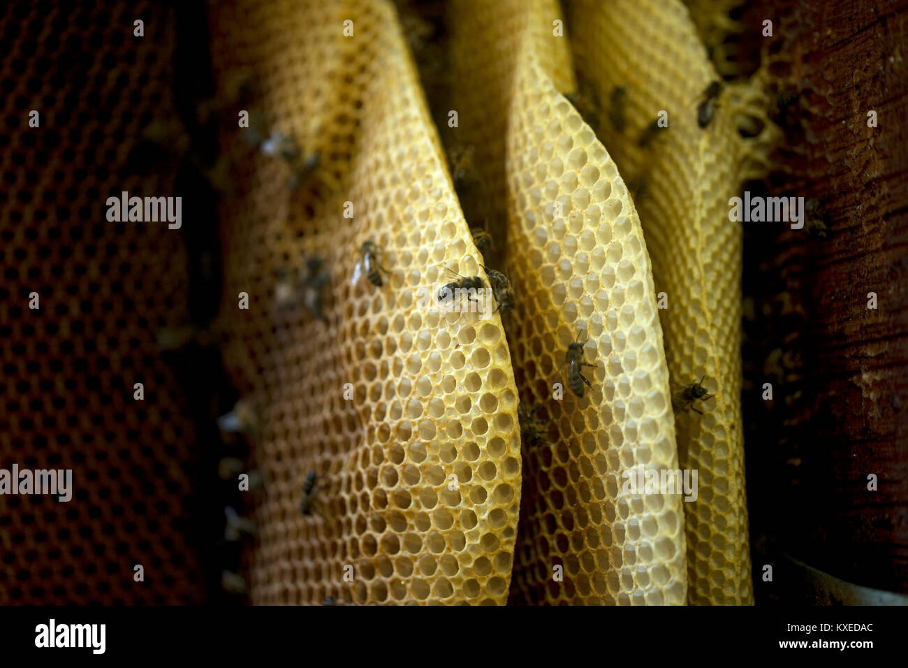 European Honey Bee (Apis mellifera Stock Photo - Alamy