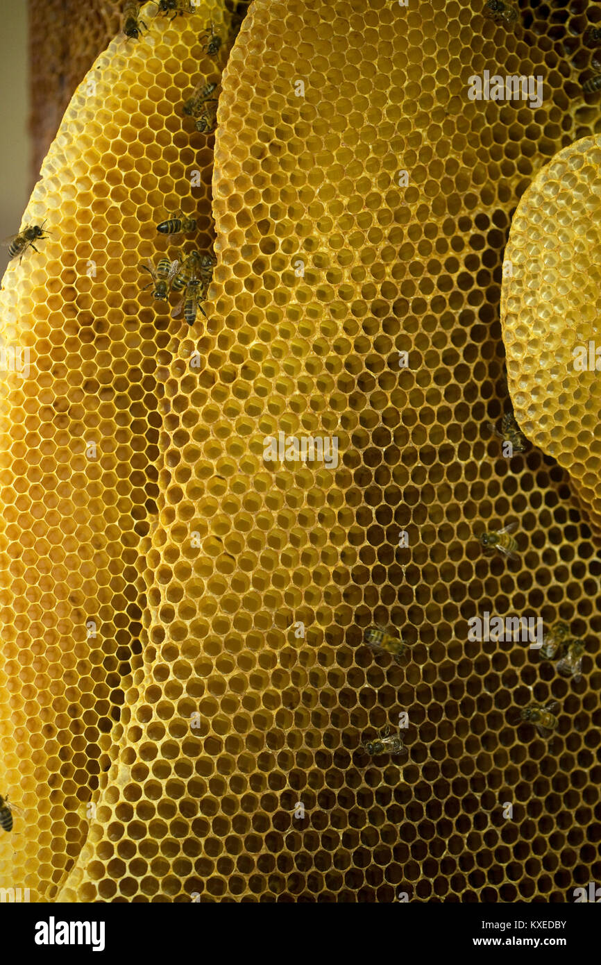 European Honey Bee (Apis mellifera Stock Photo - Alamy