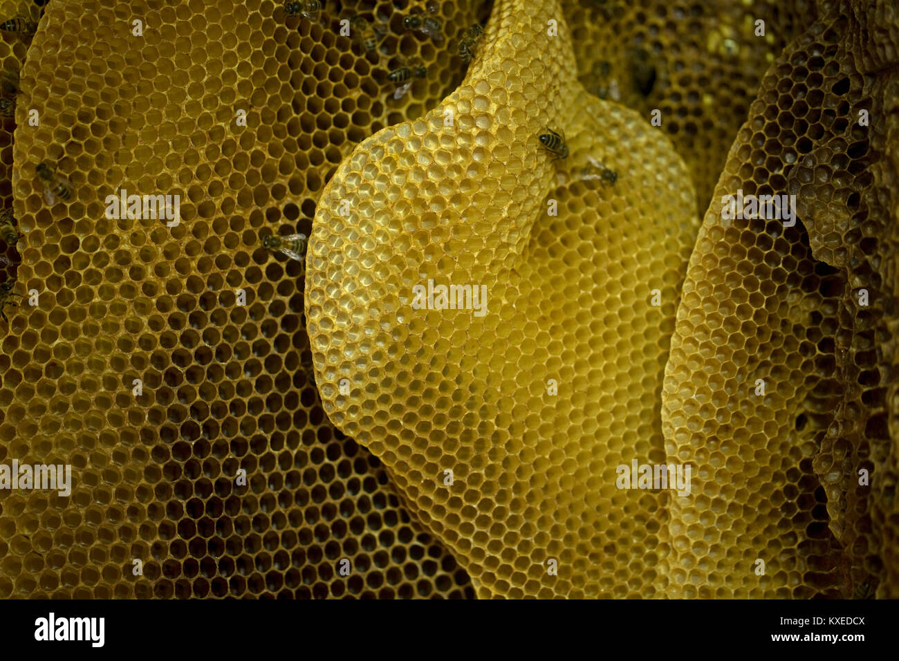European Honey Bee (Apis mellifera Stock Photo - Alamy