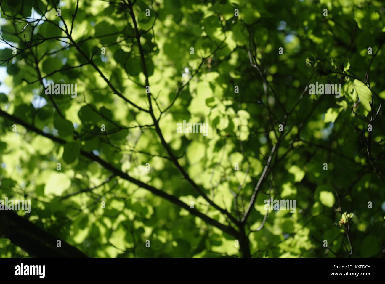 Blurred leaves hi-res stock photography and images - Alamy