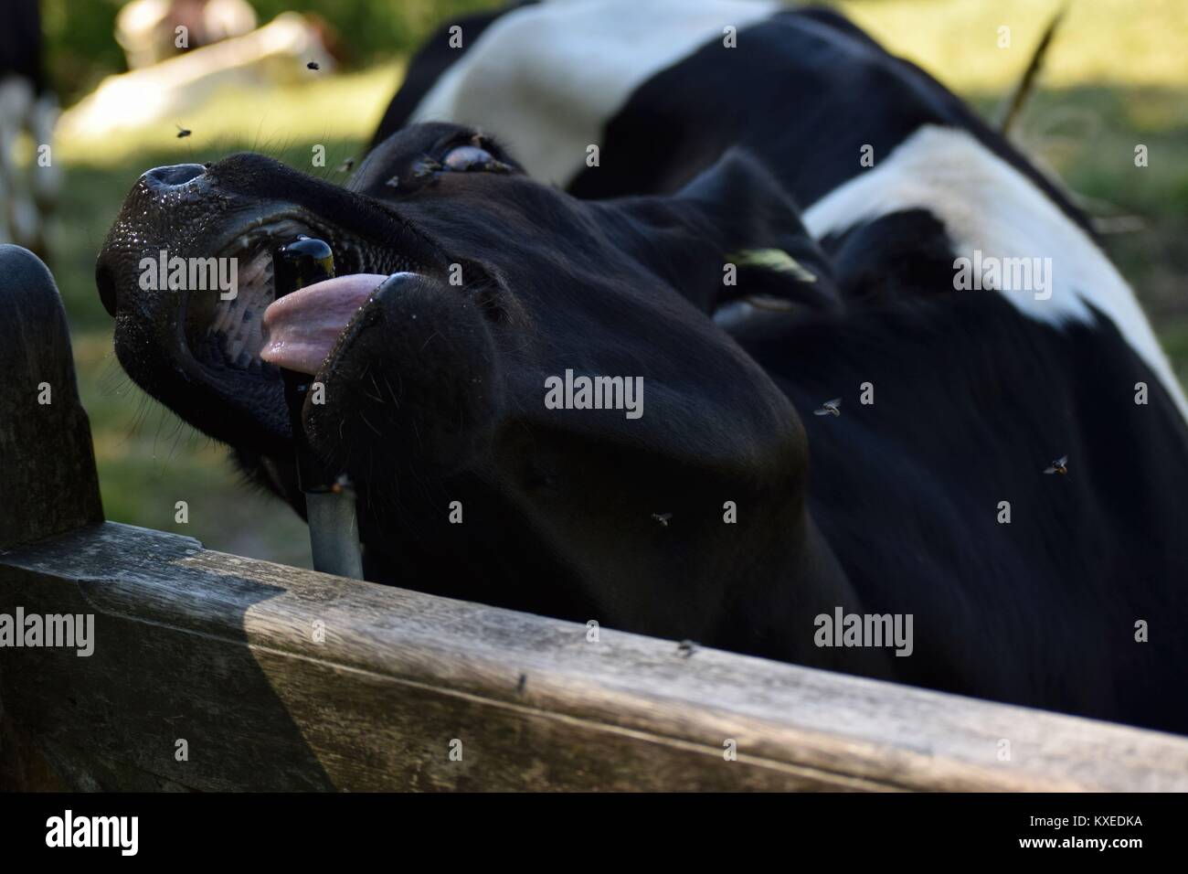 Escape animals hi-res stock photography and images - Alamy