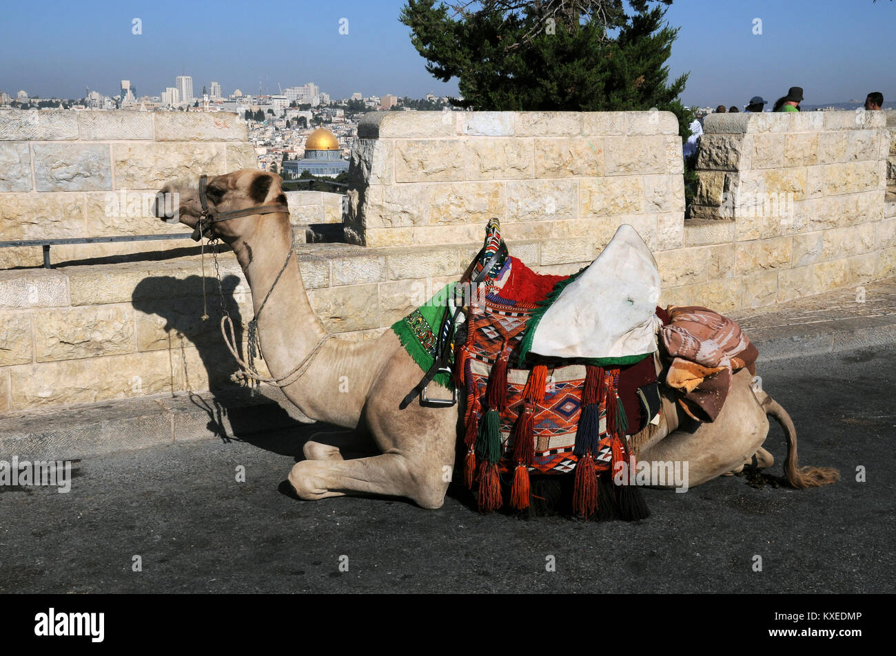 Holy place,Jerusalem,mosque,Dome of the Rock,camel Stock Photo - Alamy