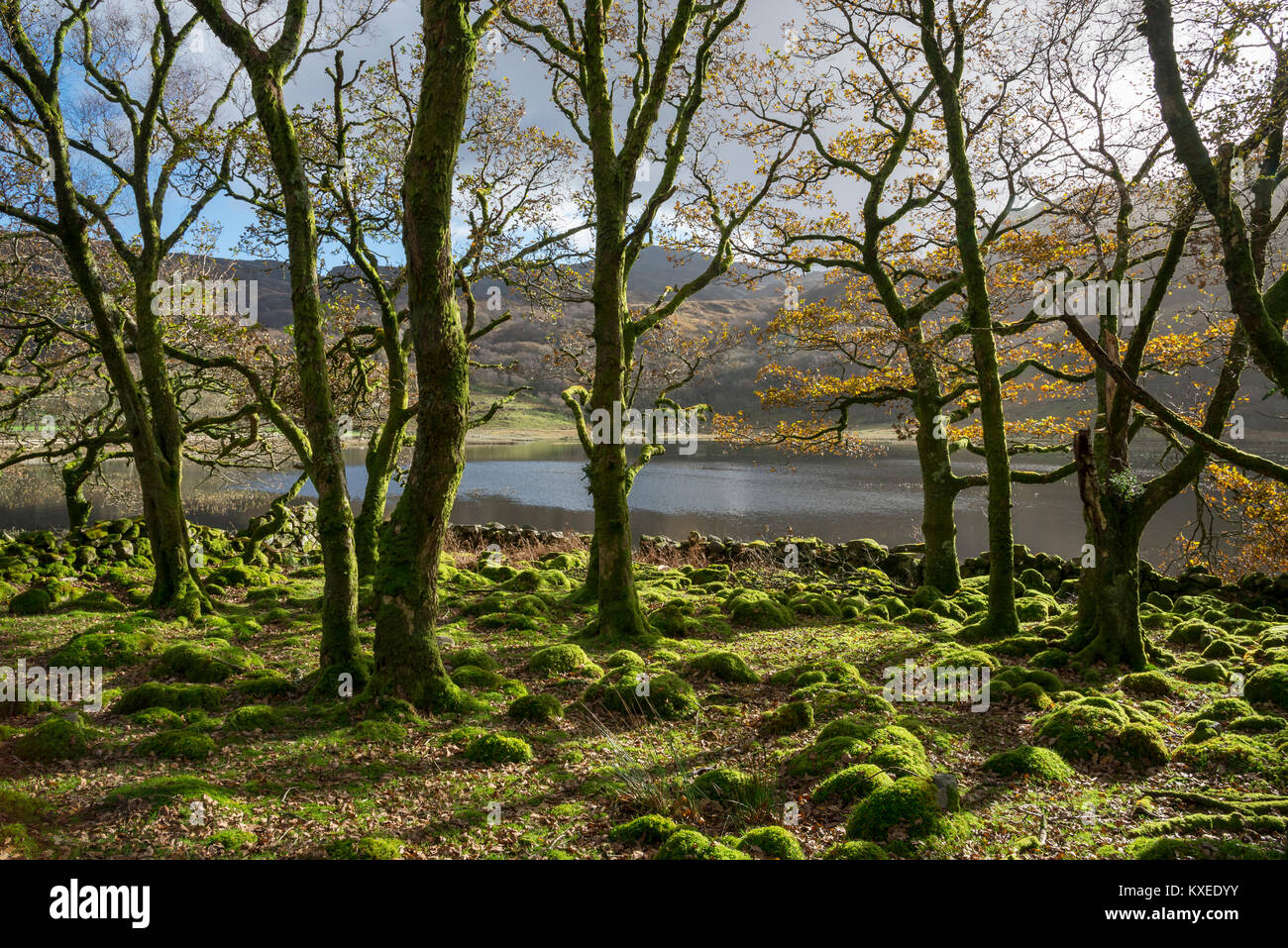 Moss rocks trees hi-res stock photography and images - Alamy