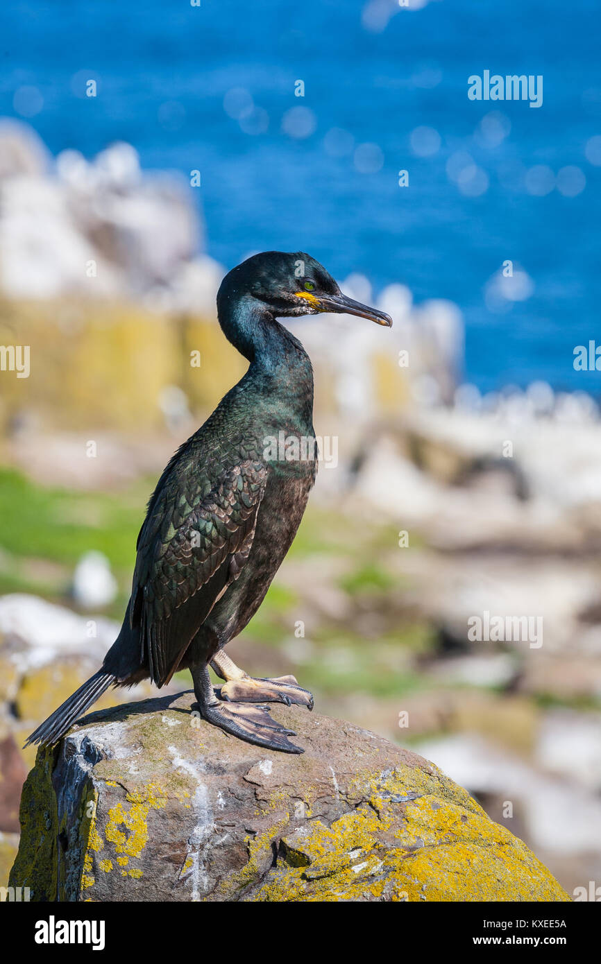 Shag bird uk hi-res stock photography and images - Alamy