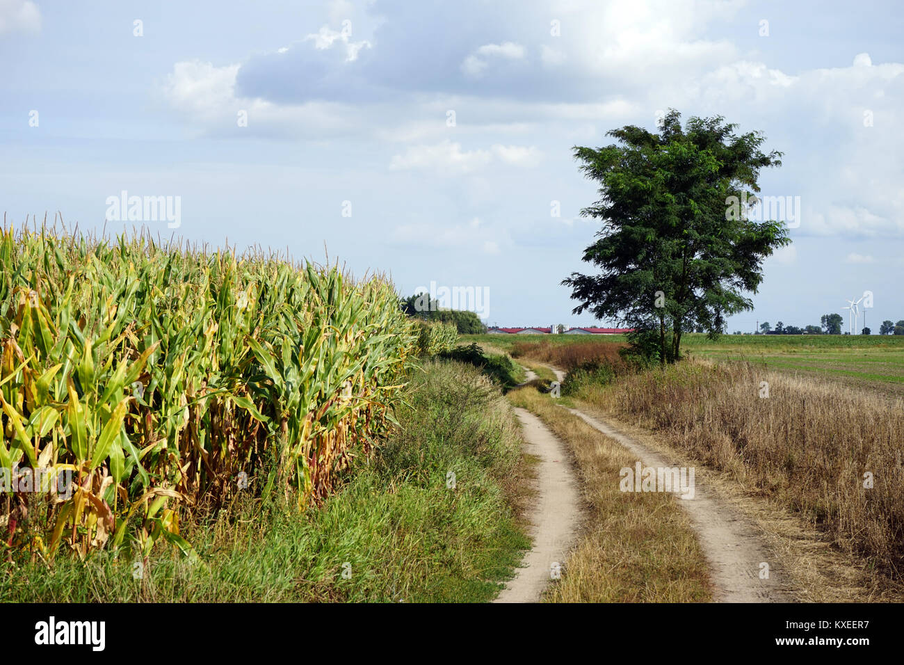 Track near field in rural Poland Stock Photo - Alamy