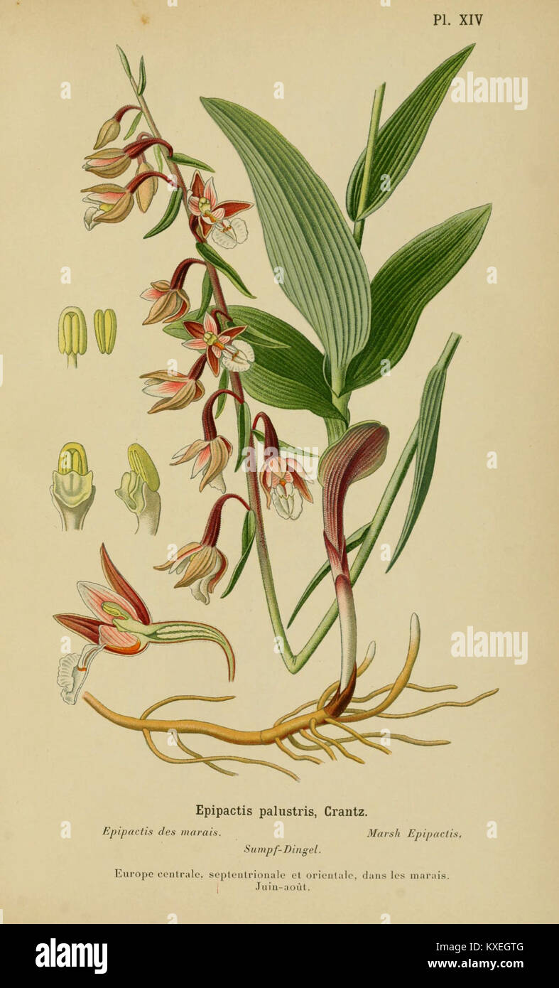 Highlighting various plant species hi-res stock photography and images ...