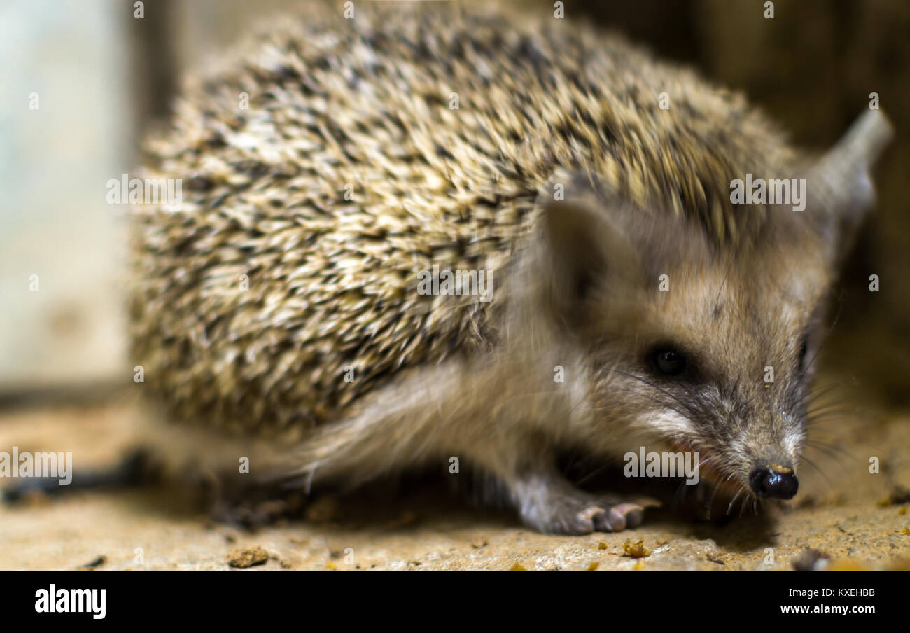 hedgehog in the sand funny hedgehog eating cat food Stock Photo - Alamy