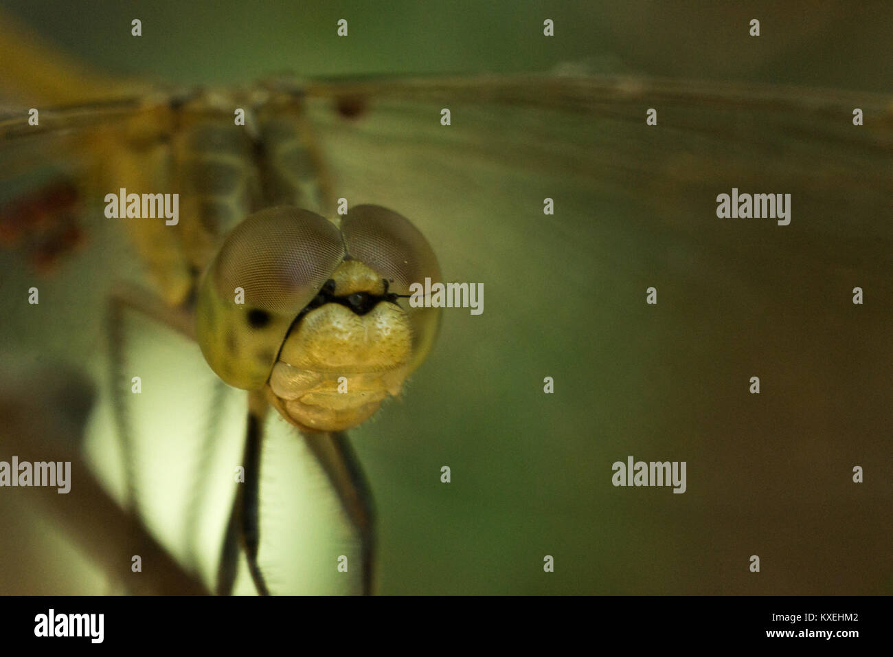 dragonfly close-up macro photo of the retina of the eye looks Stock ...