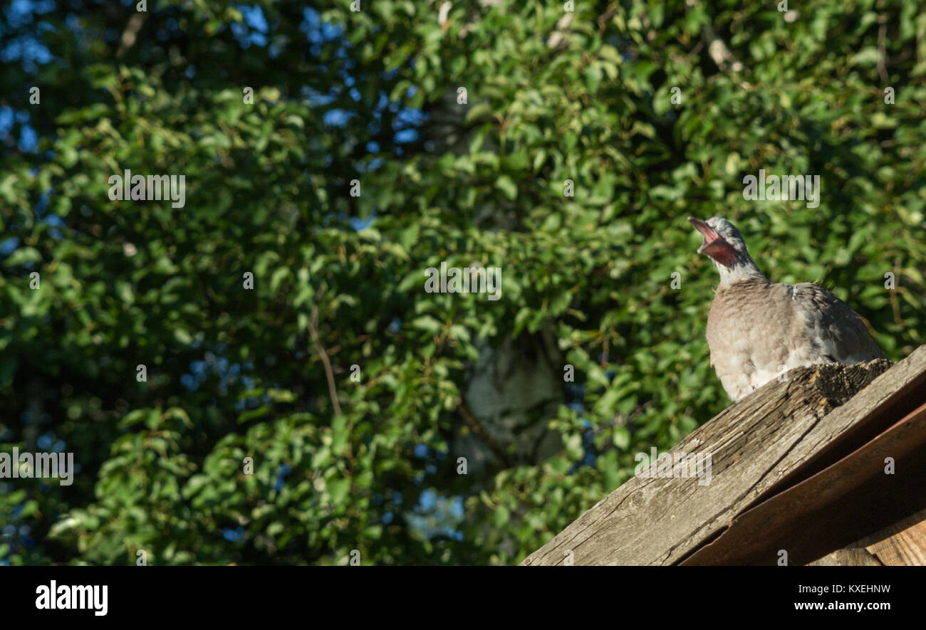 wild pigeon screaming in the woods little bird screaming at the sun ...