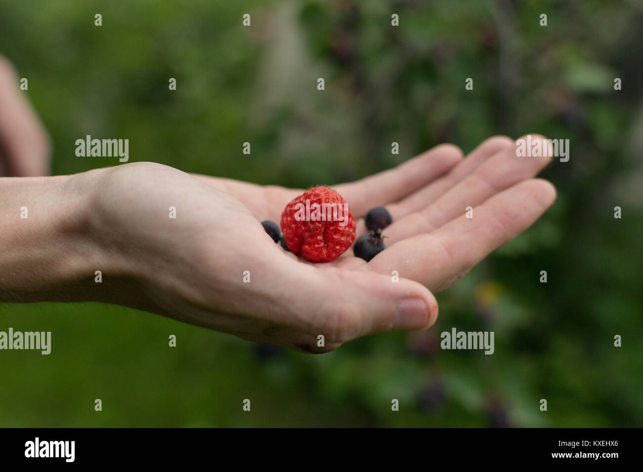 berries in hand, strawberries in the hands of young men Stock Photo - Alamy
