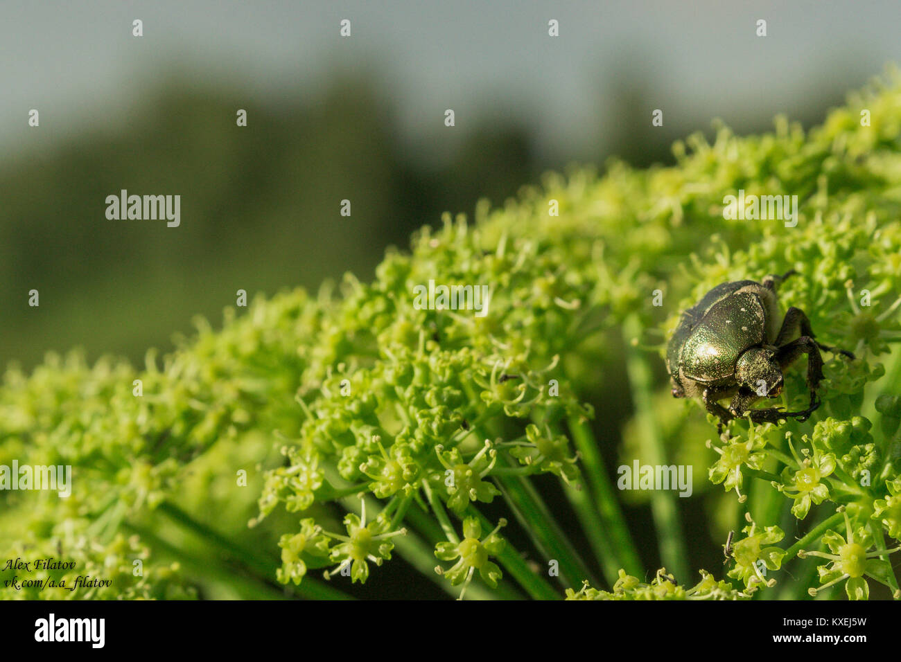beetle on the plant macro photo of a green beetle looking into the ...