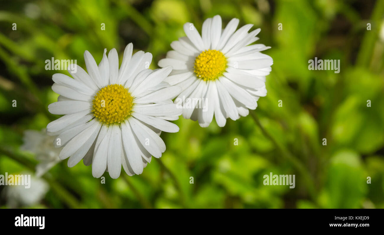 two daisies on a grass background two beautiful flower reach for the ...