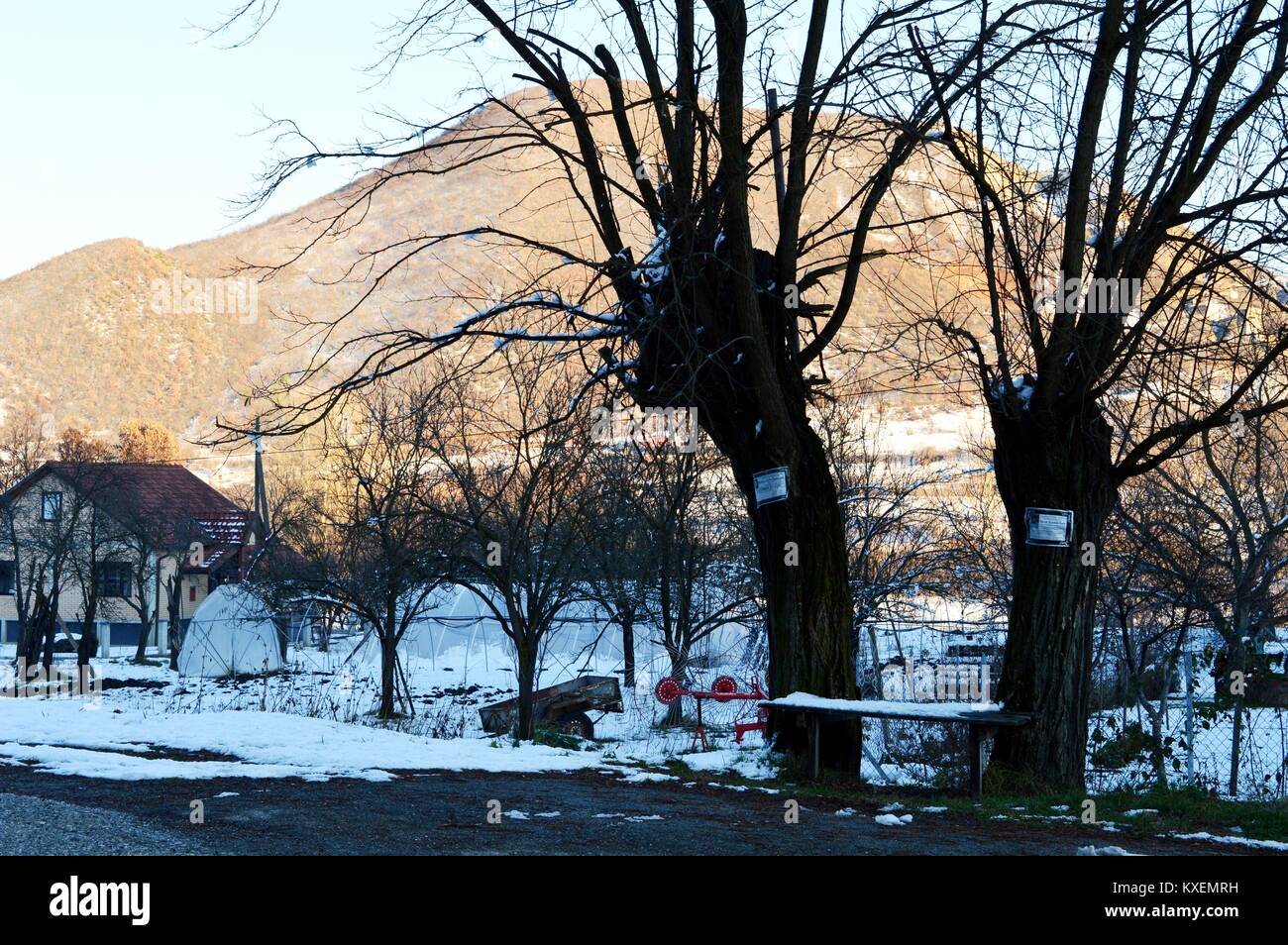 Two trees hi-res stock photography and images - Alamy