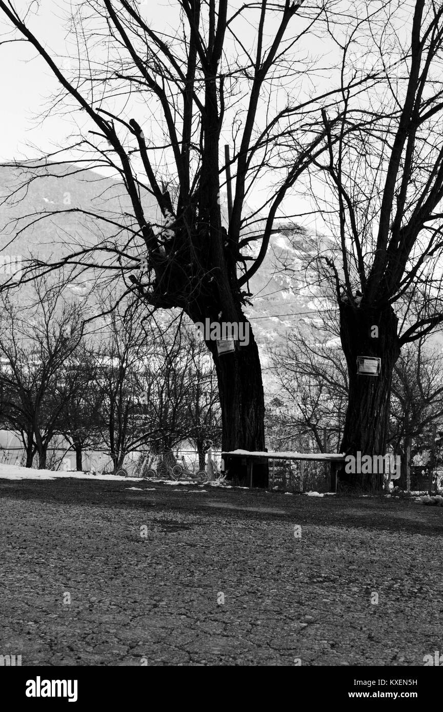 two trees and a bench Stock Photo - Alamy