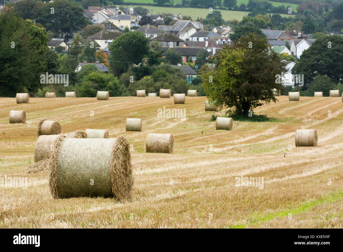 Hay Rolls in a field in Wicklow in Ireland with Houses in the ...